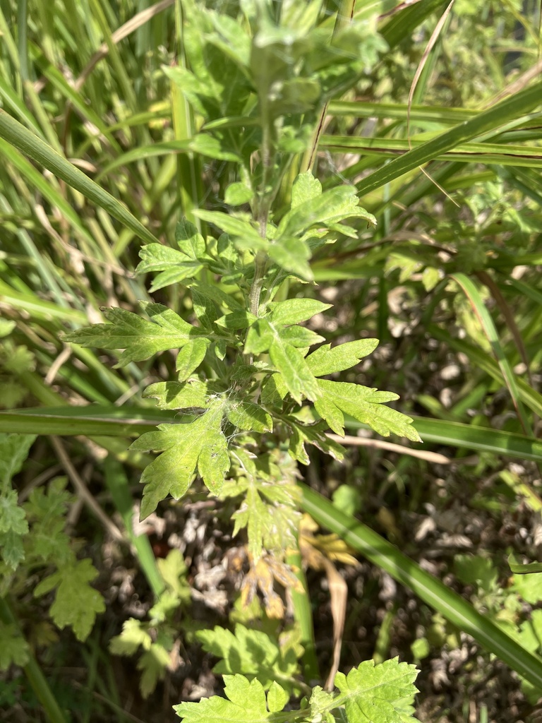 Japanese Mugwort from 玉川1丁目, 世田谷区, 東京都, JP on September 13, 2022 at 01: ...