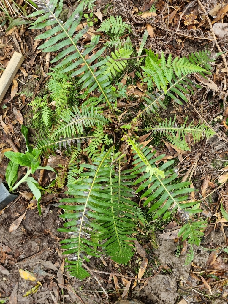 Fishbone water-fern from Tecoma VIC 3160, Australia on September 13 ...