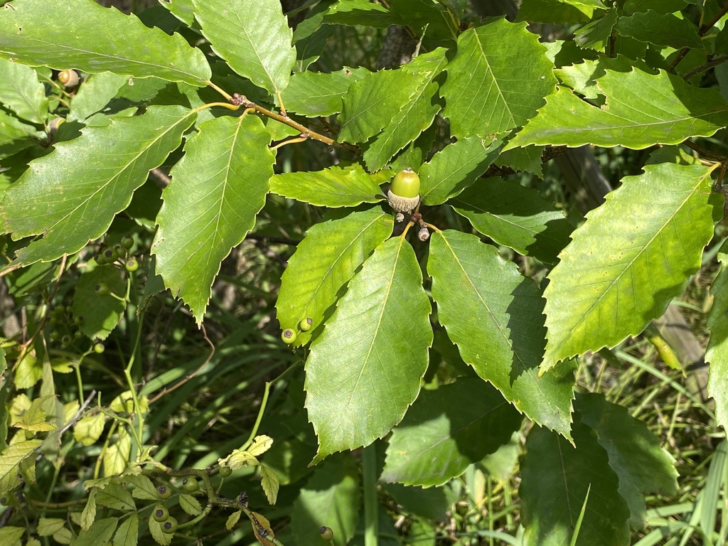 konara oak (Quercus serrata) - Botanical Realm