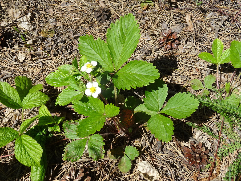 woodland strawberry from Тюнево, Тюменская обл., Россия on June 4, 2022 at 11:15 AM by Igor ...