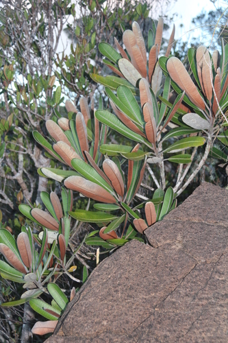 Pycnandra heteromera · iNaturalist