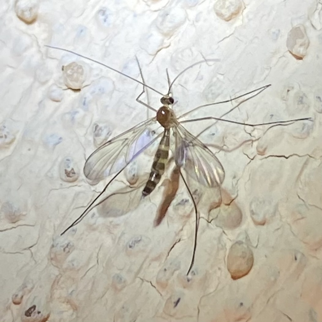 Predatory Fungus Gnats in September 2022 by Elliott Gordon · iNaturalist