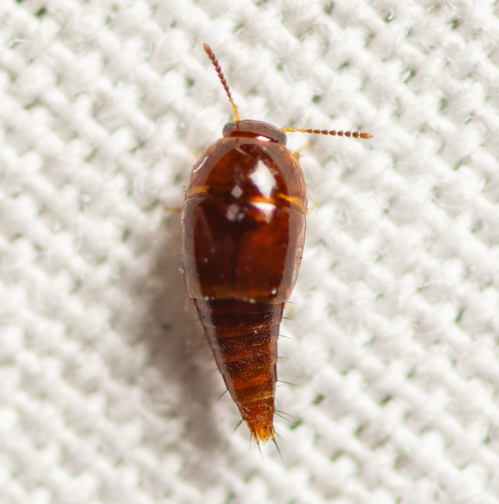 Coproporus (Coleoptera (beetles) of the British Indian Ocean Territory) · iNaturalist