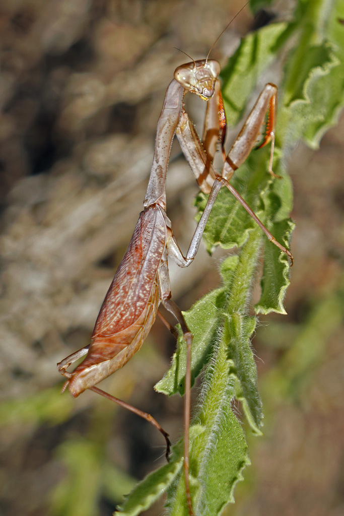 Arizona Mantis from 18751 Laguna Canyon Rd, Laguna Beach, CA 92651, USA ...