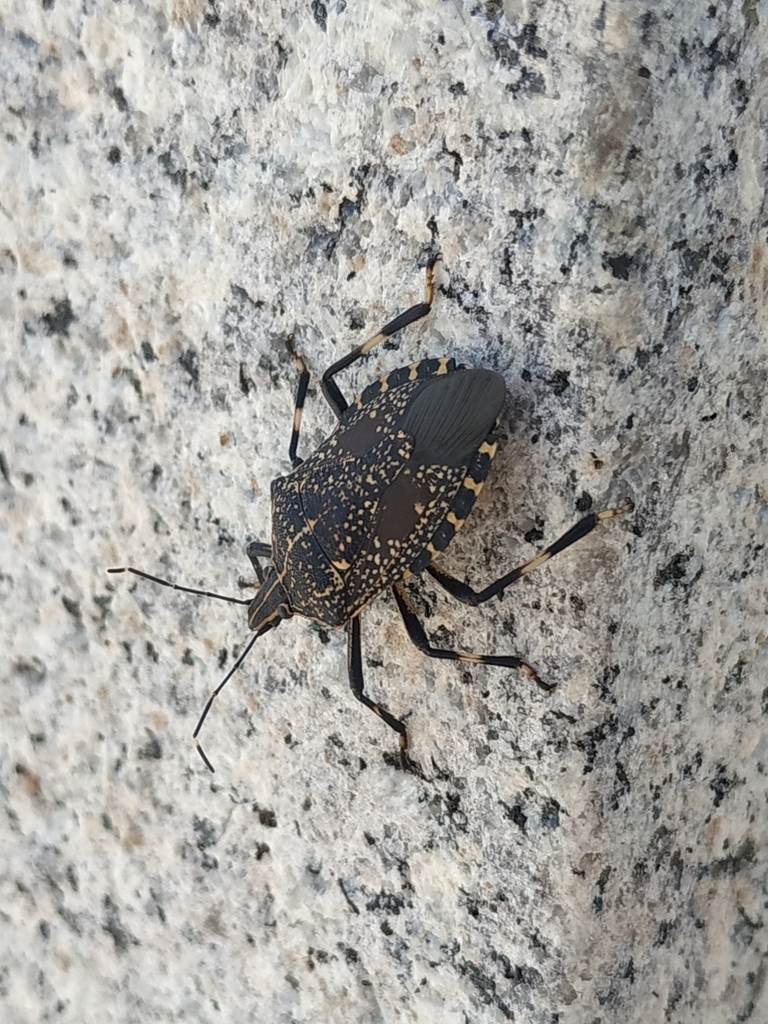Yellow-spotted Stink Bug from 603-8132, Japon on September 13, 2022 at ...