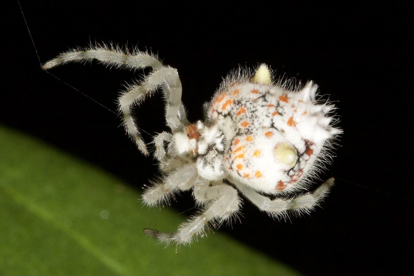 Ordgarius magnificus (Rainbow, 1897)