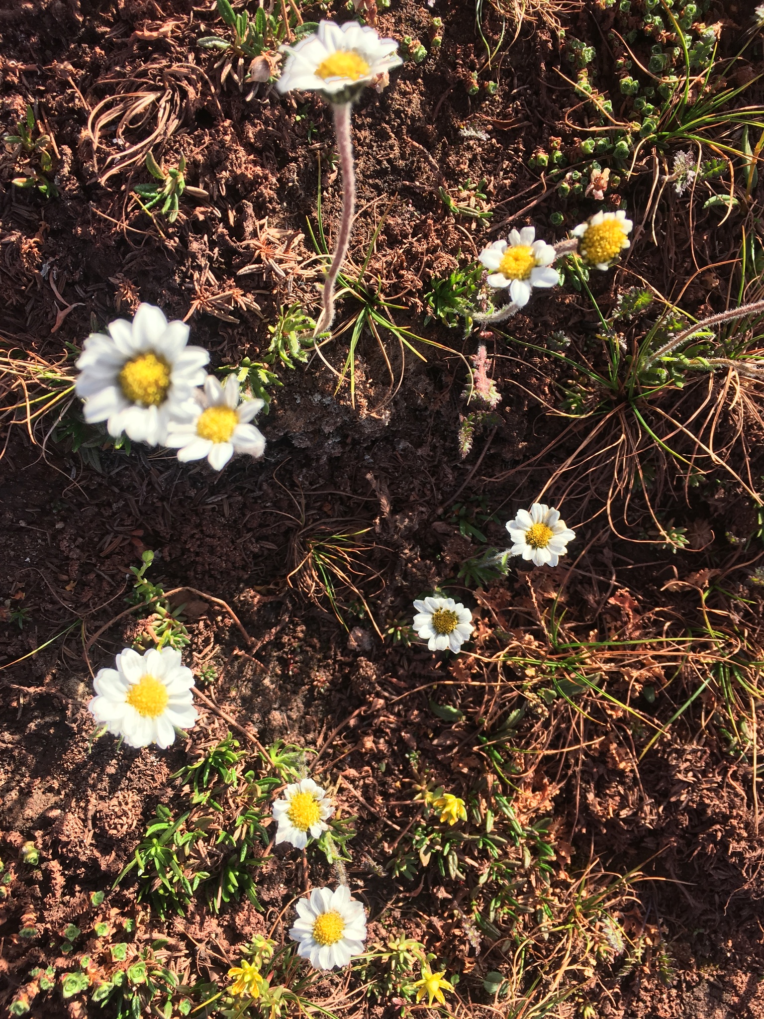 Arctanthemum integrifolium (Richards.) Tzvelev