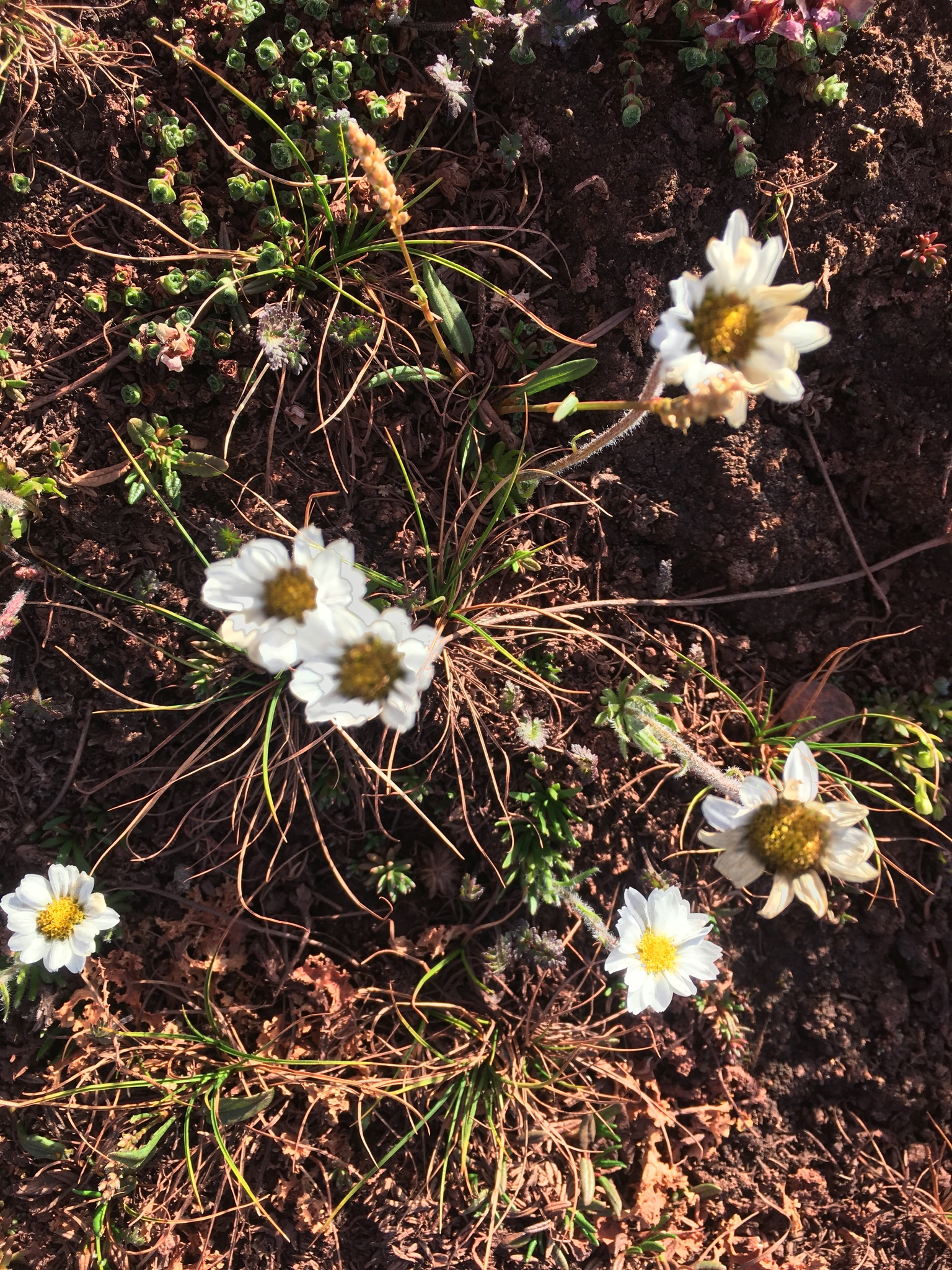 Arctanthemum integrifolium (Richards.) Tzvelev