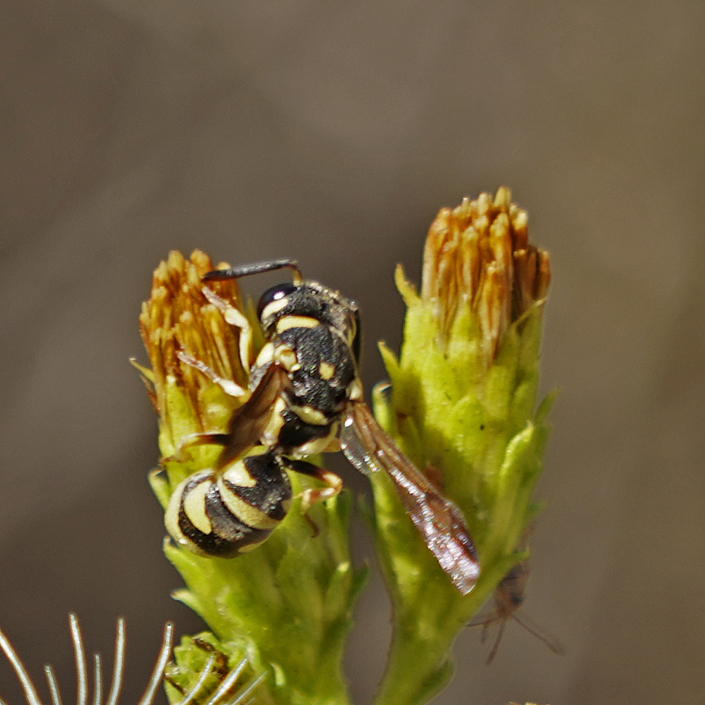 Stenodynerus from W Ridge, Laguna Beach, CA 92651, USA on September 11 ...