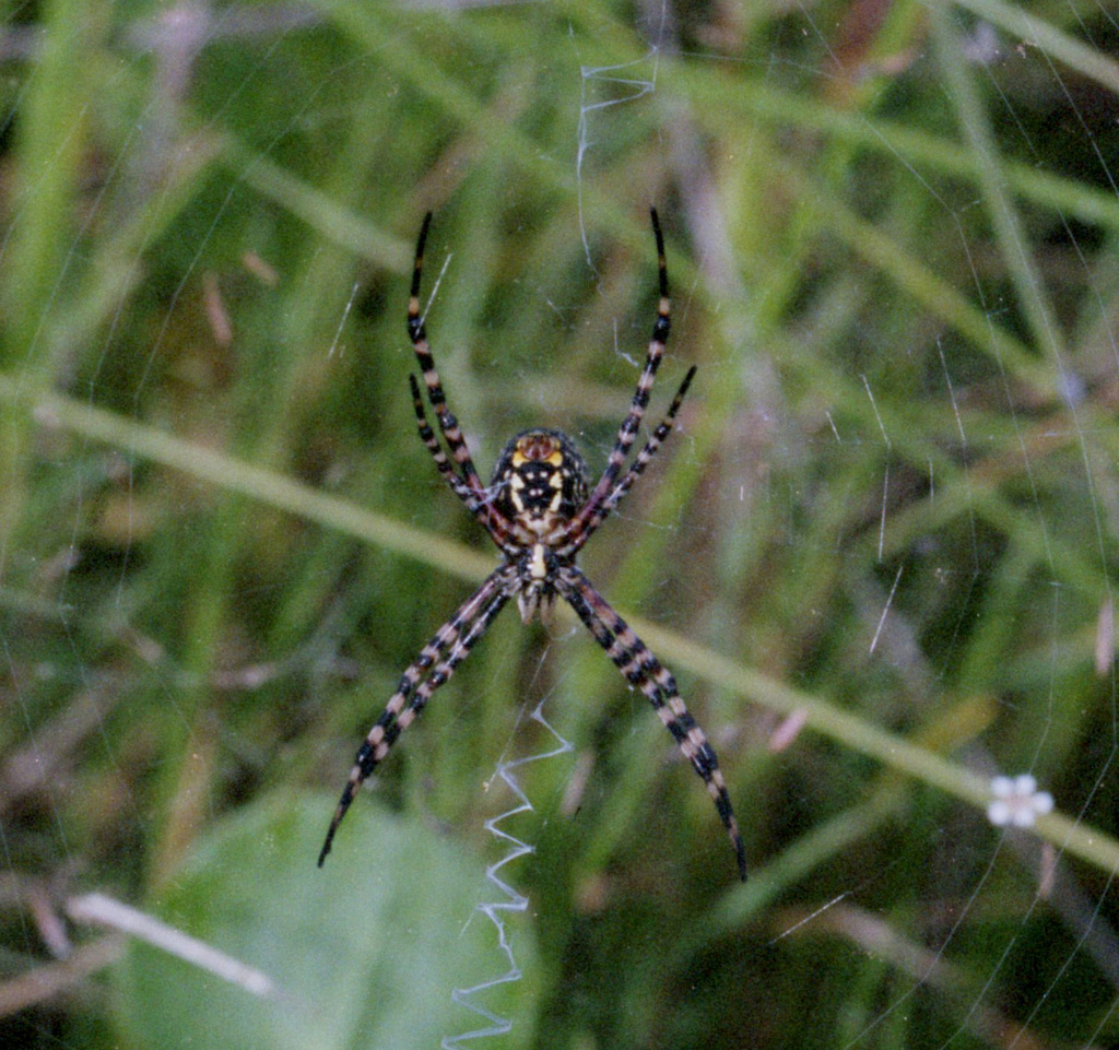 Banded Garden Spider from Porongurup Range, WA on April 15, 1997 at 12: ...