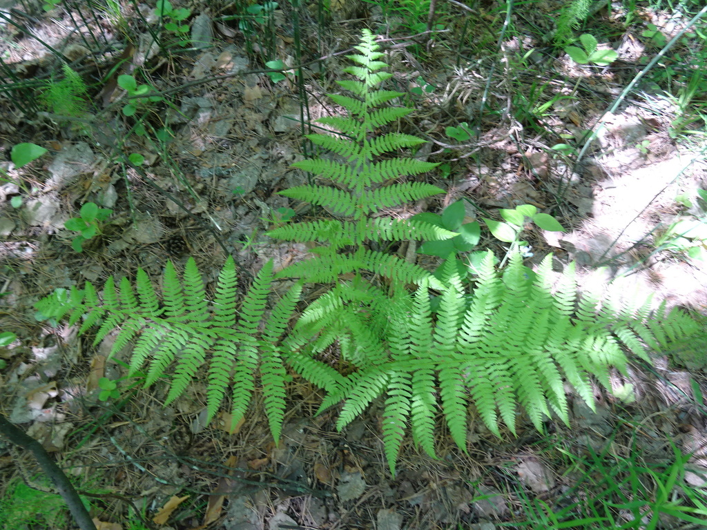 lady fern from Нижнетавдинский р-н, Тюменская обл., Россия on June 4, 2022 at 11:56 AM by Igor ...