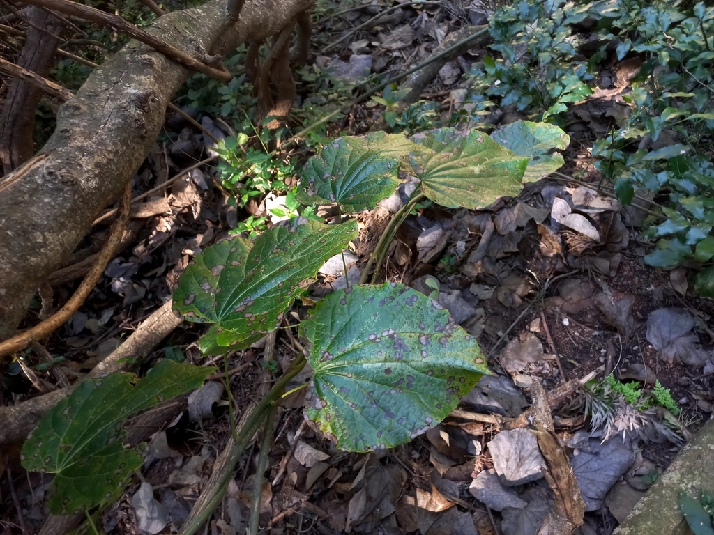 Big-Leaf Vine from Newmarket QLD 4051, Australia on September 13, 2022 ...