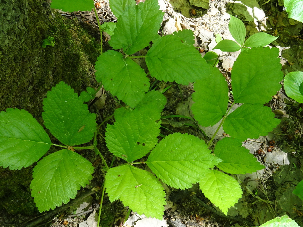 Stone Bramble from Нижнетавдинский р-н, Тюменская обл., Россия on June 4, 2022 at 12:53 PM by ...