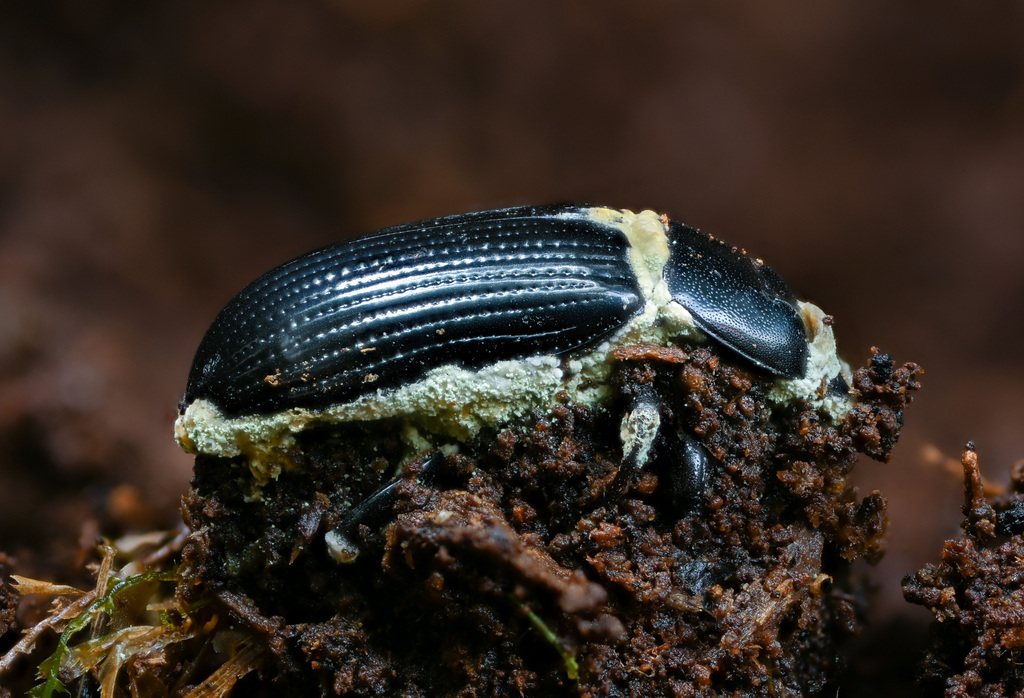 Metarhizium from Coatepec, MX-VE, MX on September 12, 2022 at 02:43 PM ...