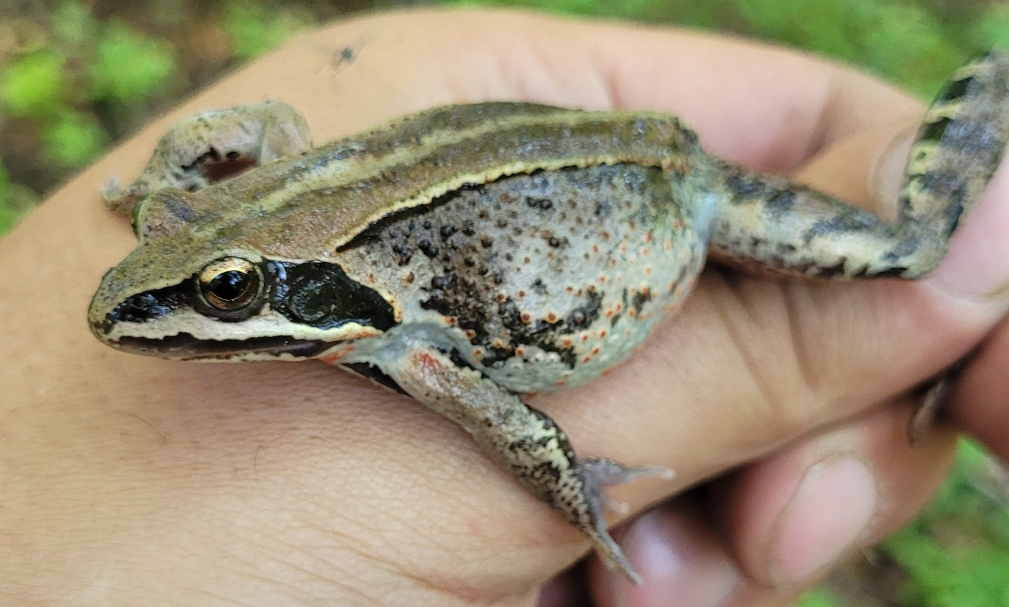 Rana amurensis Boulenger, 1886