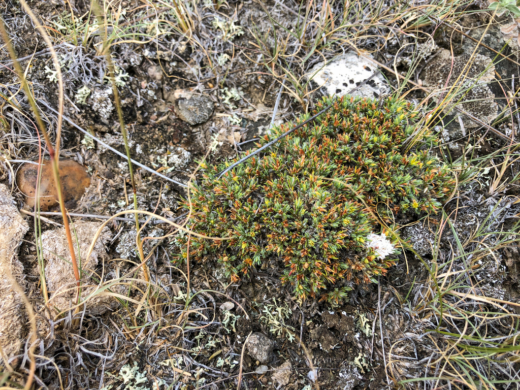 Creeping nailwort (Paronychia sessiliflora) - Botanical Realm