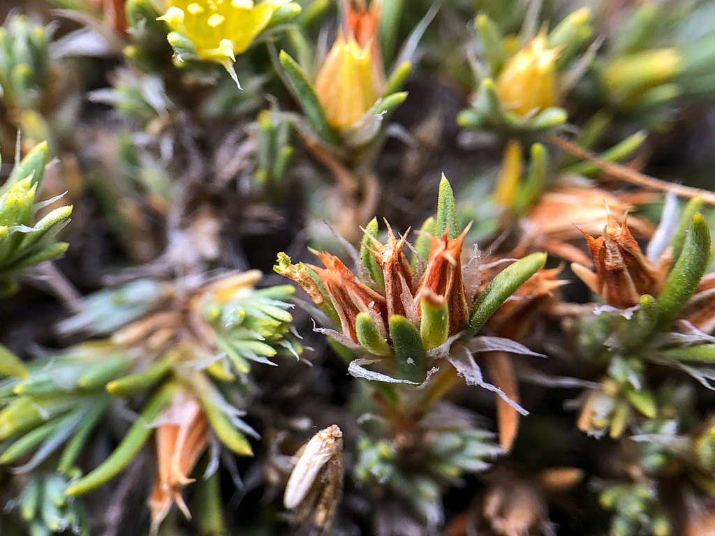 Creeping nailwort (Paronychia sessiliflora) - Botanical Realm