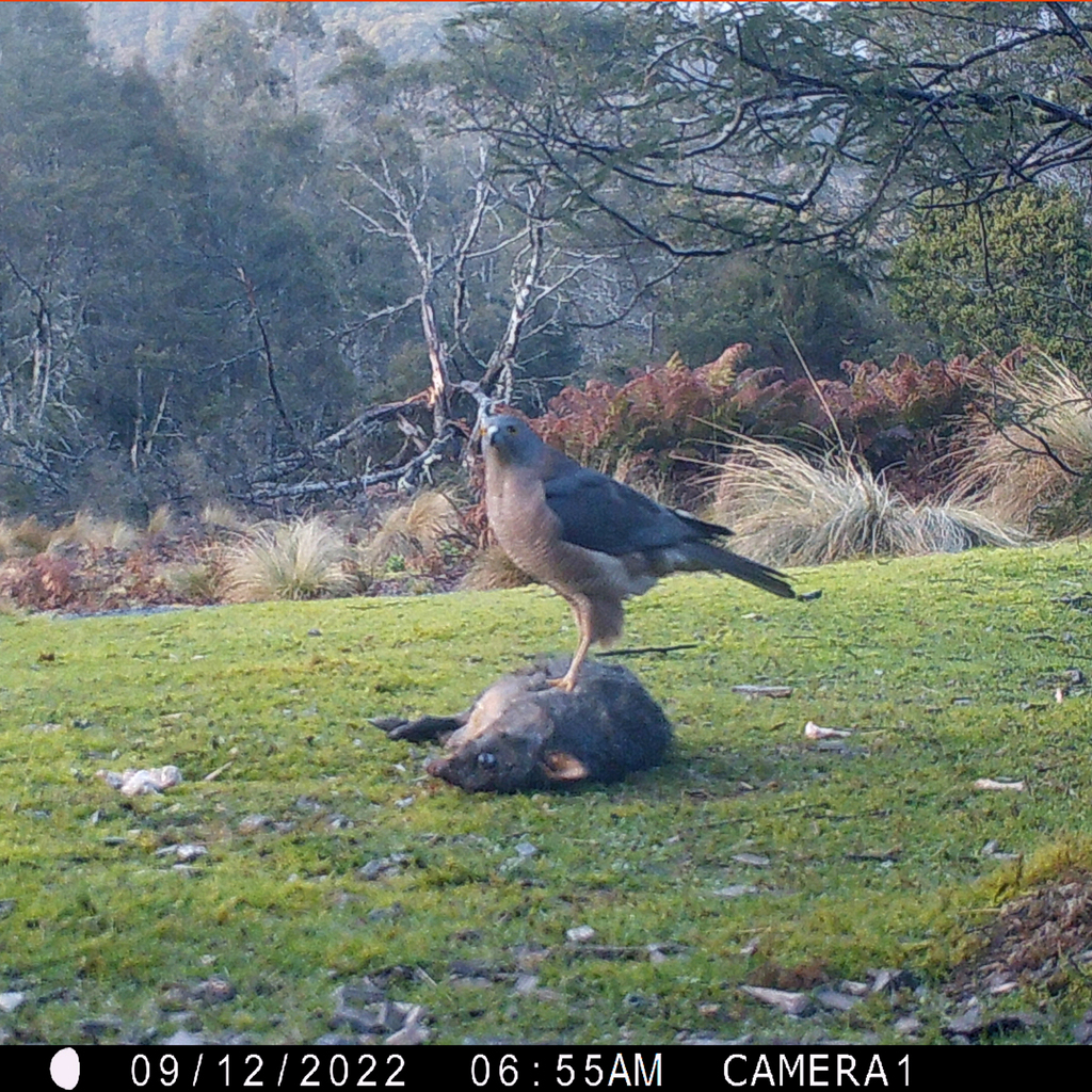 Brown Goshawk from Loongana TAS 7315, Australia on September 12, 2022 ...