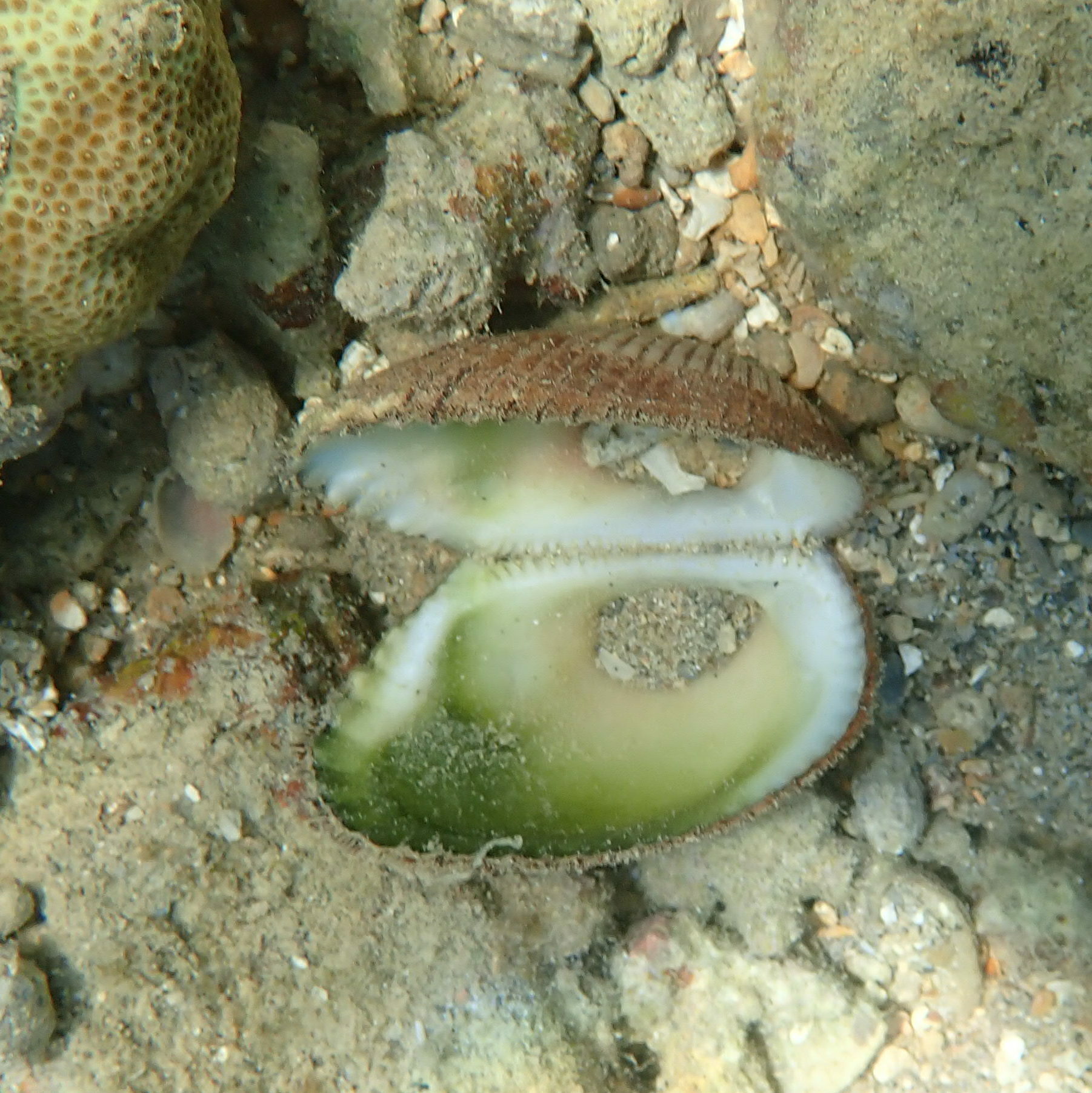 Anadara antiquata (Linnaeus, 1758)