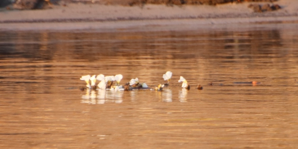 White Waterpistol from Kavango River near Ngepe, Caprivi on August 16 ...
