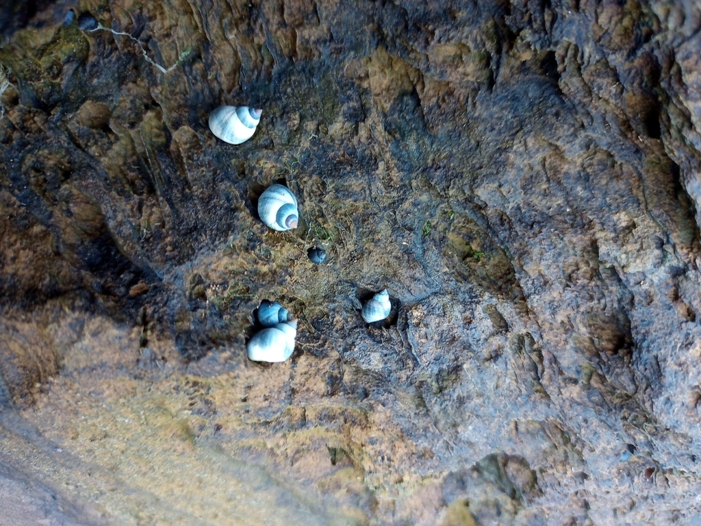 Little Blue Periwinkle from Glenelg North SA 5045, Australia on ...