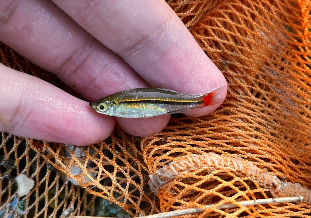 Red-tailed Rasbora in September 2022 by Aiman Azmi · iNaturalist