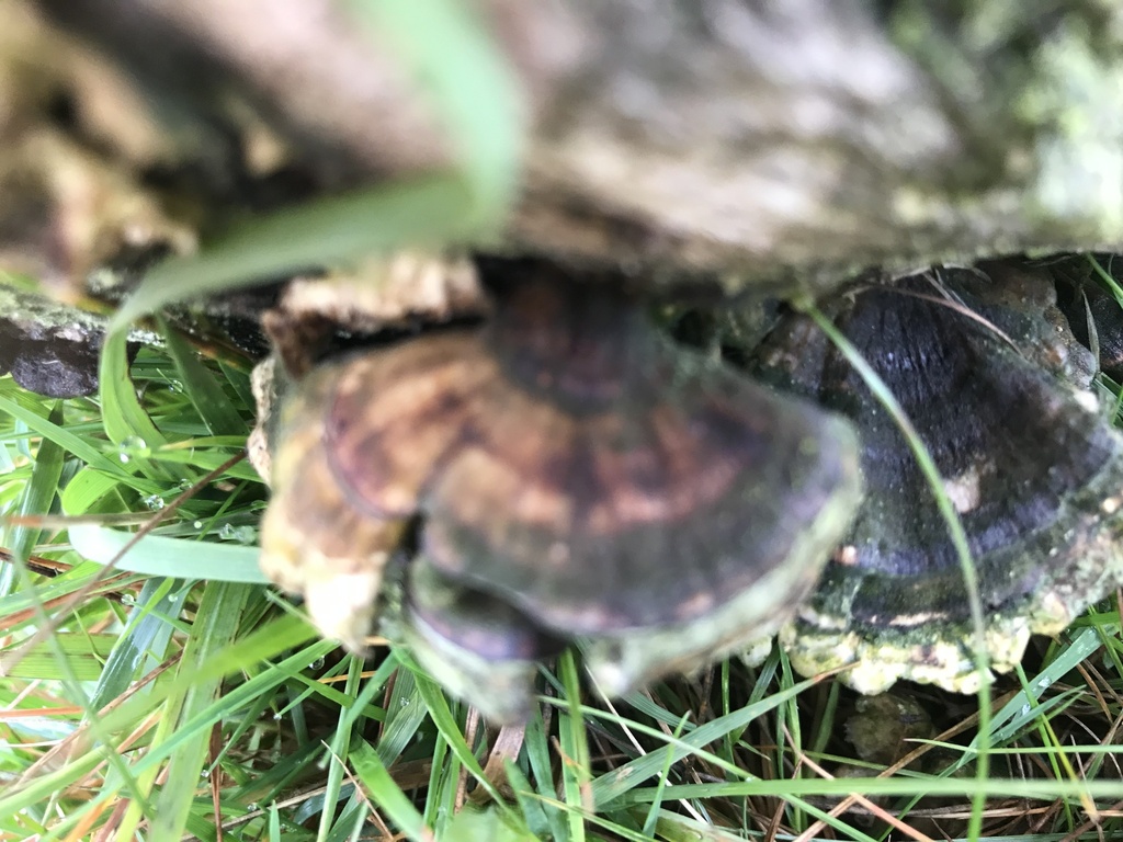 turkey-tail from Dartmoor National Park, Yelverton, England, GB on ...