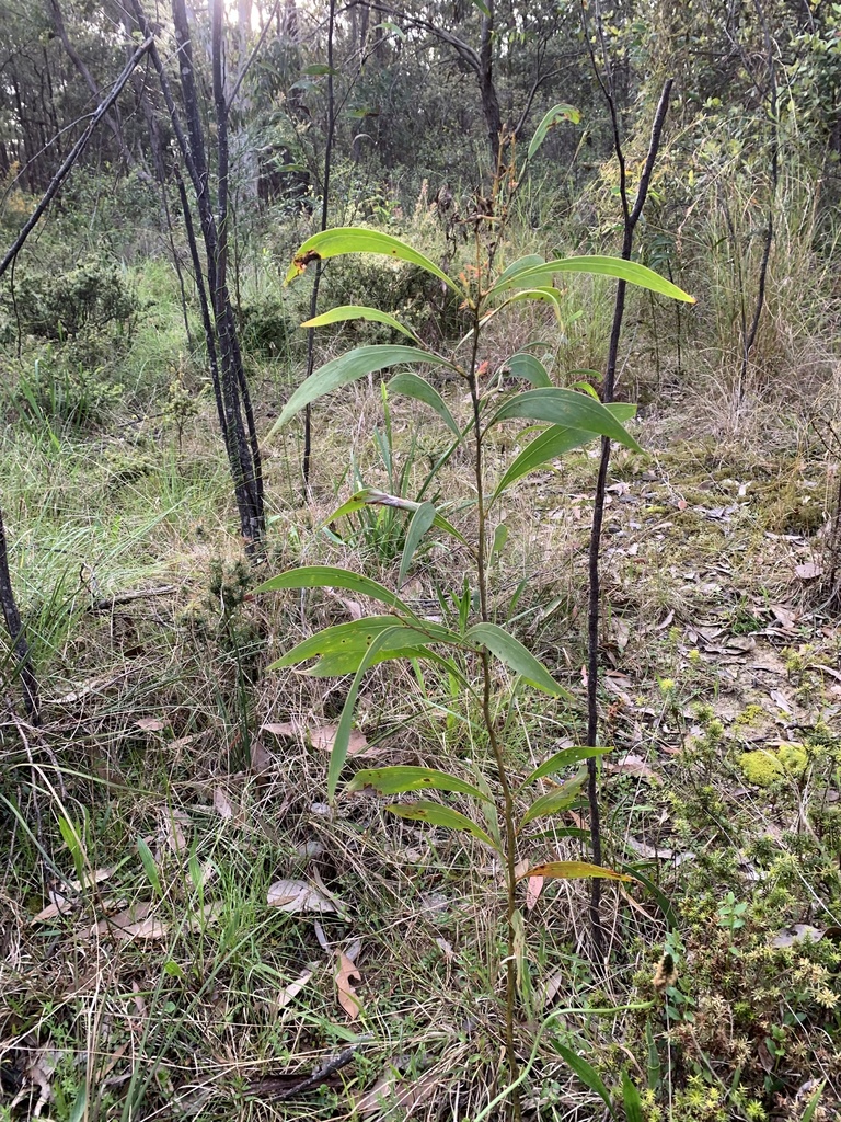 sickle wattle from Sydney Olympic Park, Sydney Olympic Park, NSW, AU on ...