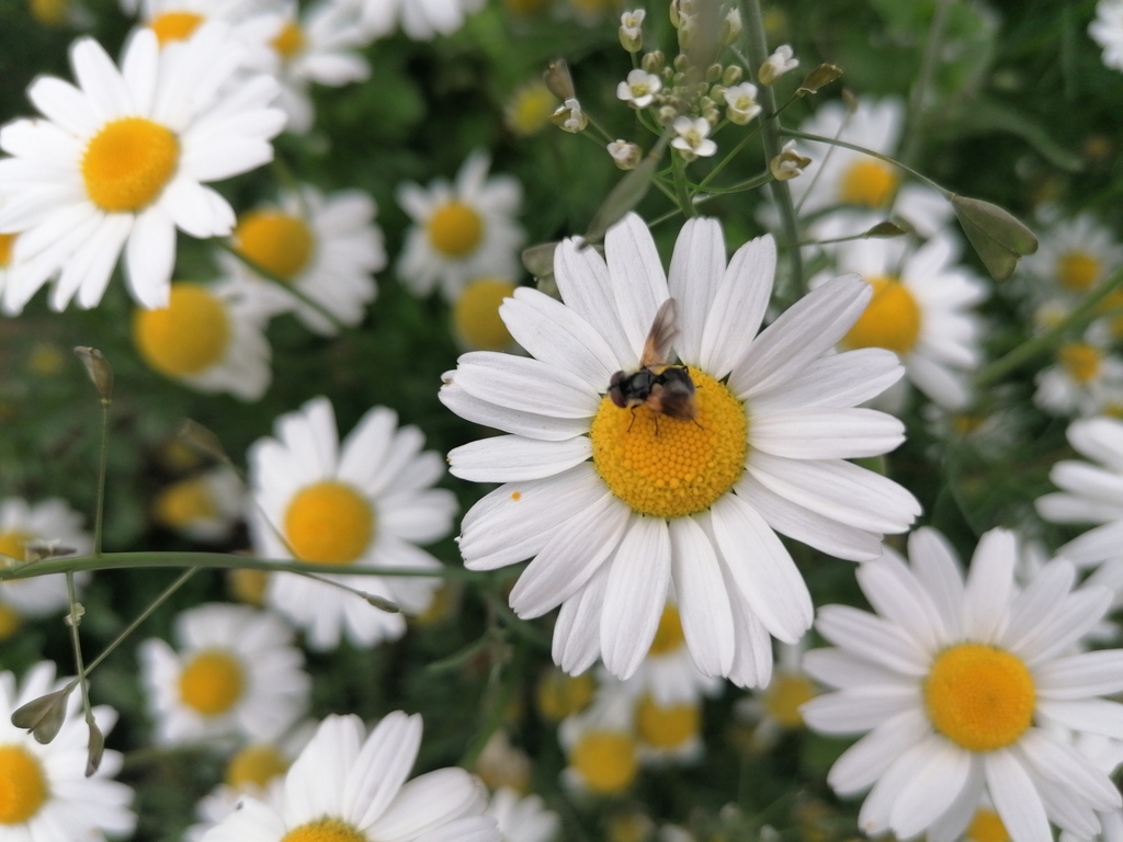 Elomya lateralis from Chitinskiy rayon, RU-ZB, RU on September 13, 2022 ...