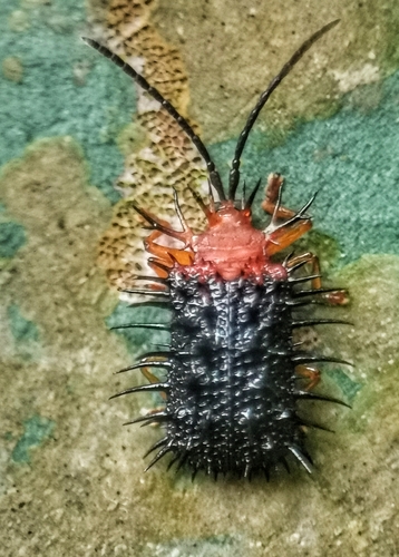 Dactylispa bipartita · iNaturalist