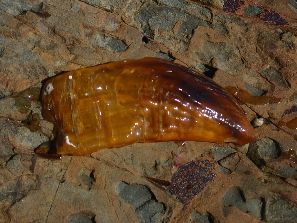 Baggy Pen Shell from Mullaway Headland NSW 2456, Australia on September ...