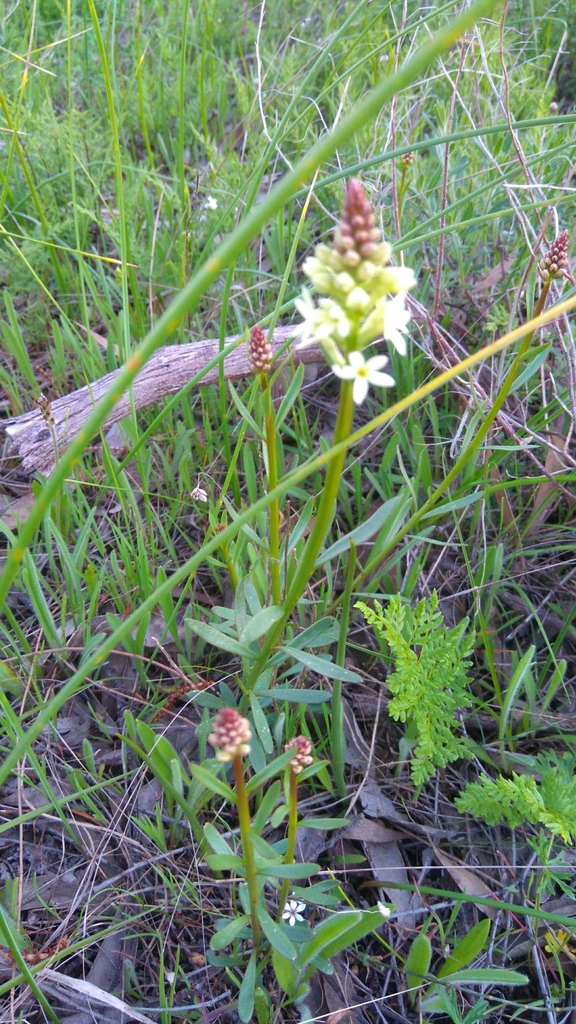 Stackhousia from Spring Gully SA 5453, Australia on September 13, 2022 ...