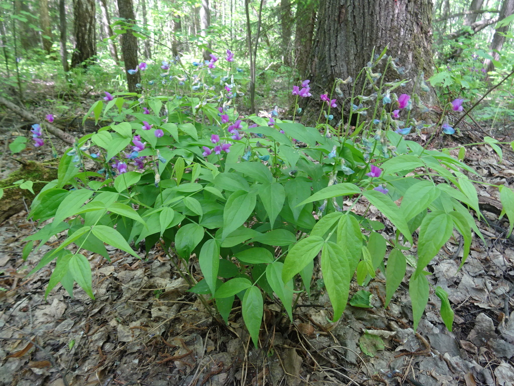 spring vetch from Нижнетавдинский р-н, Тюменская обл., Россия on June 4 ...