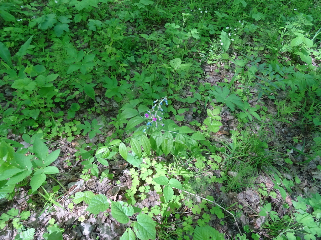 spring vetch from Нижнетавдинский р-н, Тюменская обл., Россия on June 4 ...