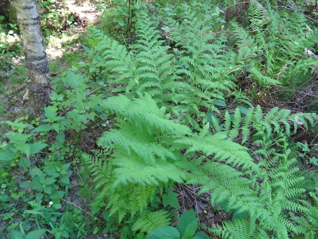 lady fern from Нижнетавдинский р-н, Тюменская обл., Россия on June 4, 2022 at 03:07 PM by Igor ...