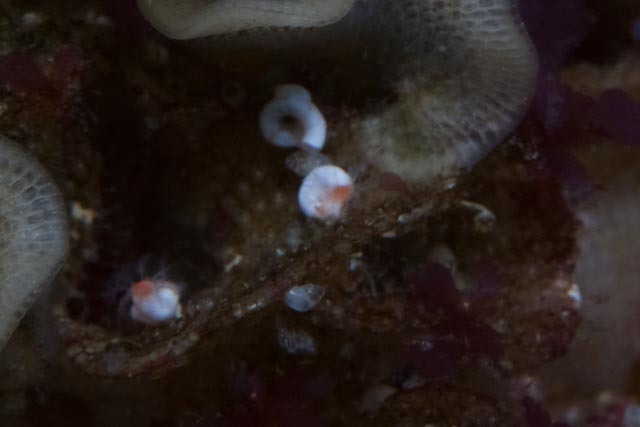 Spiral Tube Worms from whittle rock false bay cape town on August 11 ...