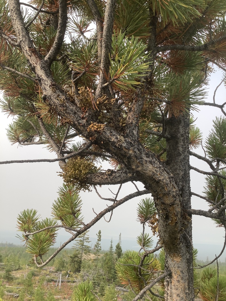 Lodgepole Pine Dwarf-Mistletoe from Cariboo, CA-BC, CA on September 11 ...