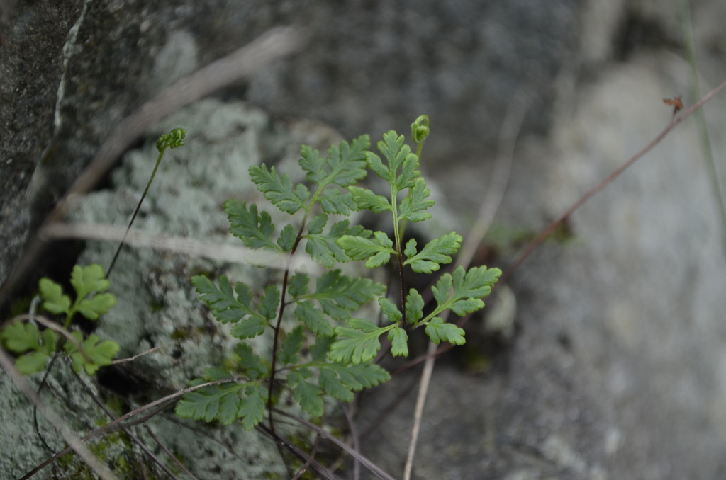 Poison Rock Fern from Melbourne VIC, Australia on September 11, 2022 at ...