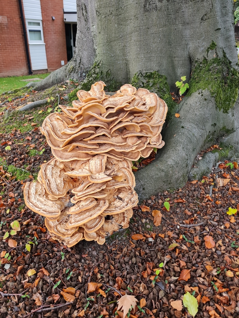 Giant Polypore from Gilldown Place, Birmingham B15 2LL, UK on September ...
