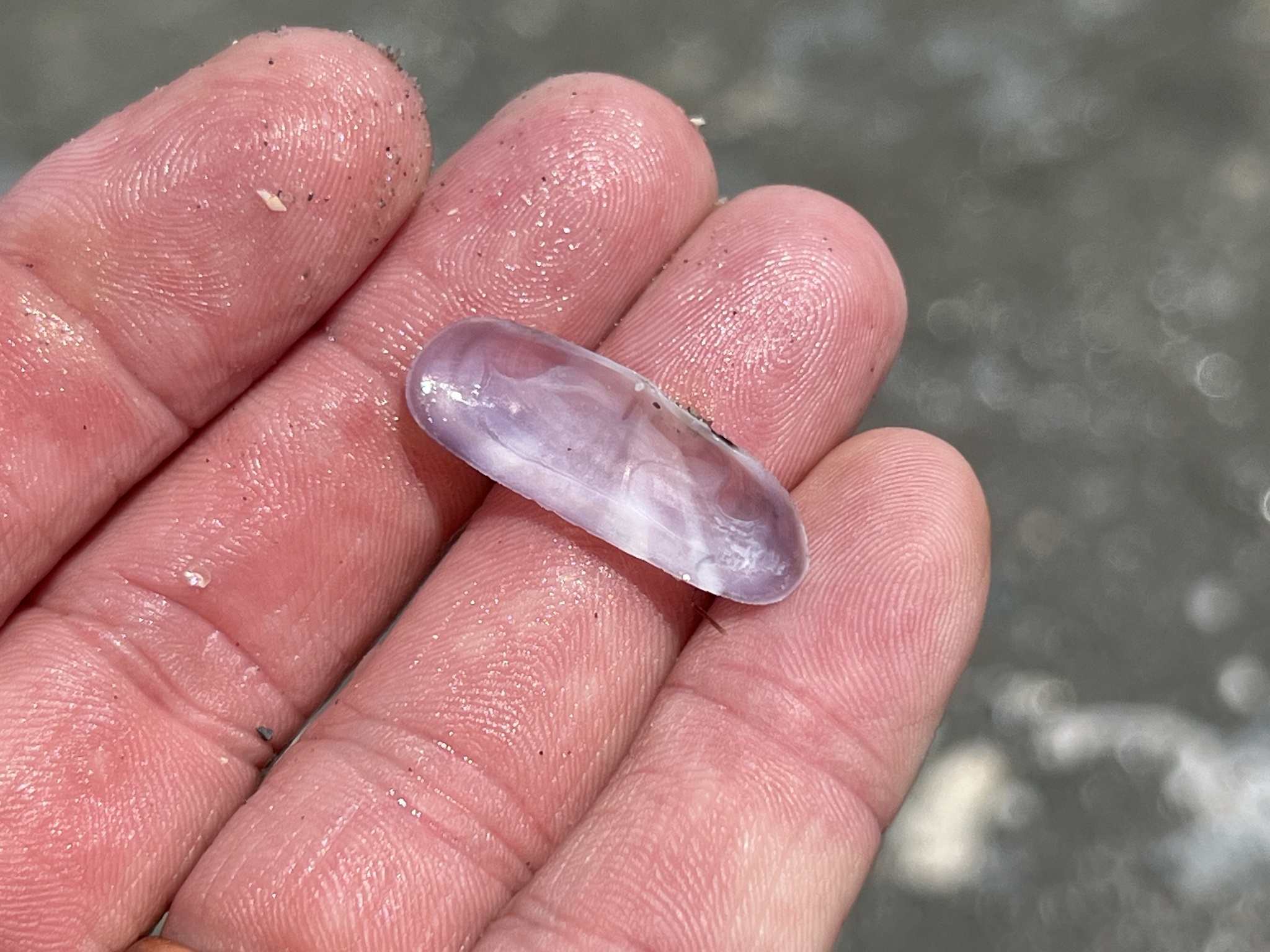 Tagelus divisus (Spengler, 1794)