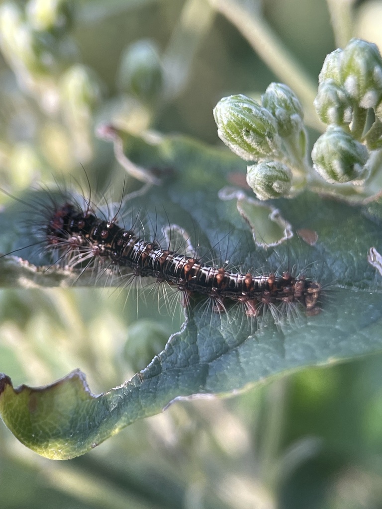Batwing Moth from Frankston South, VIC, AU on September 13, 2022 at 04: ...