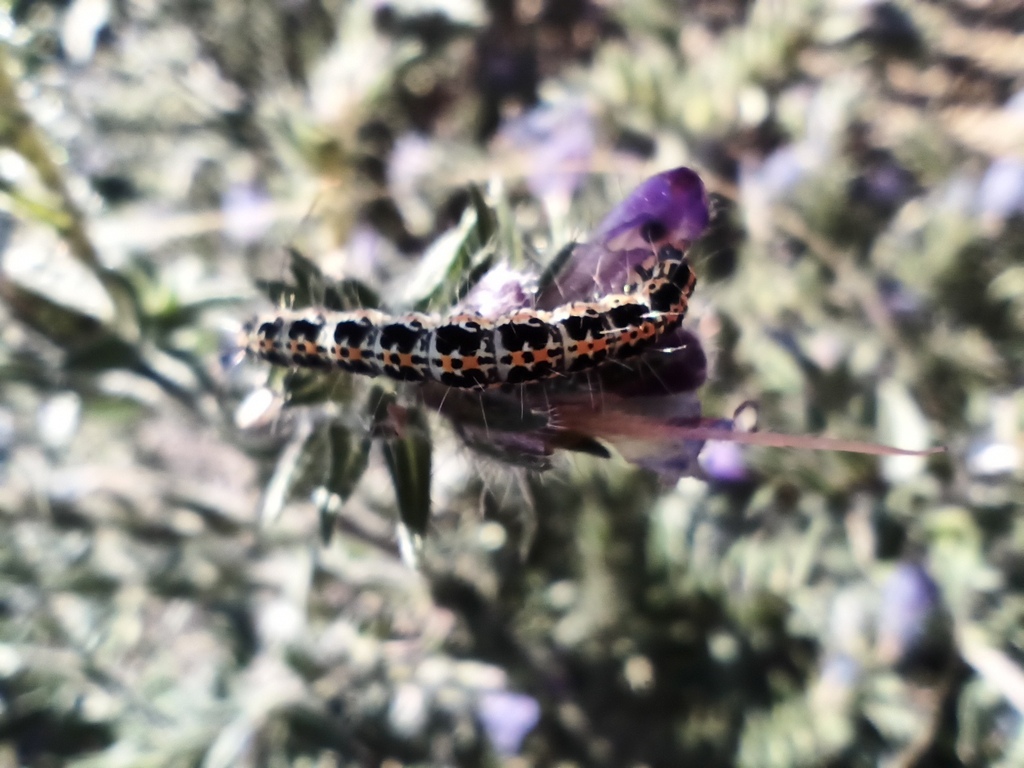 Viper's Bugloss Moth from Брединский р-н, Челябинская обл., Россия on ...