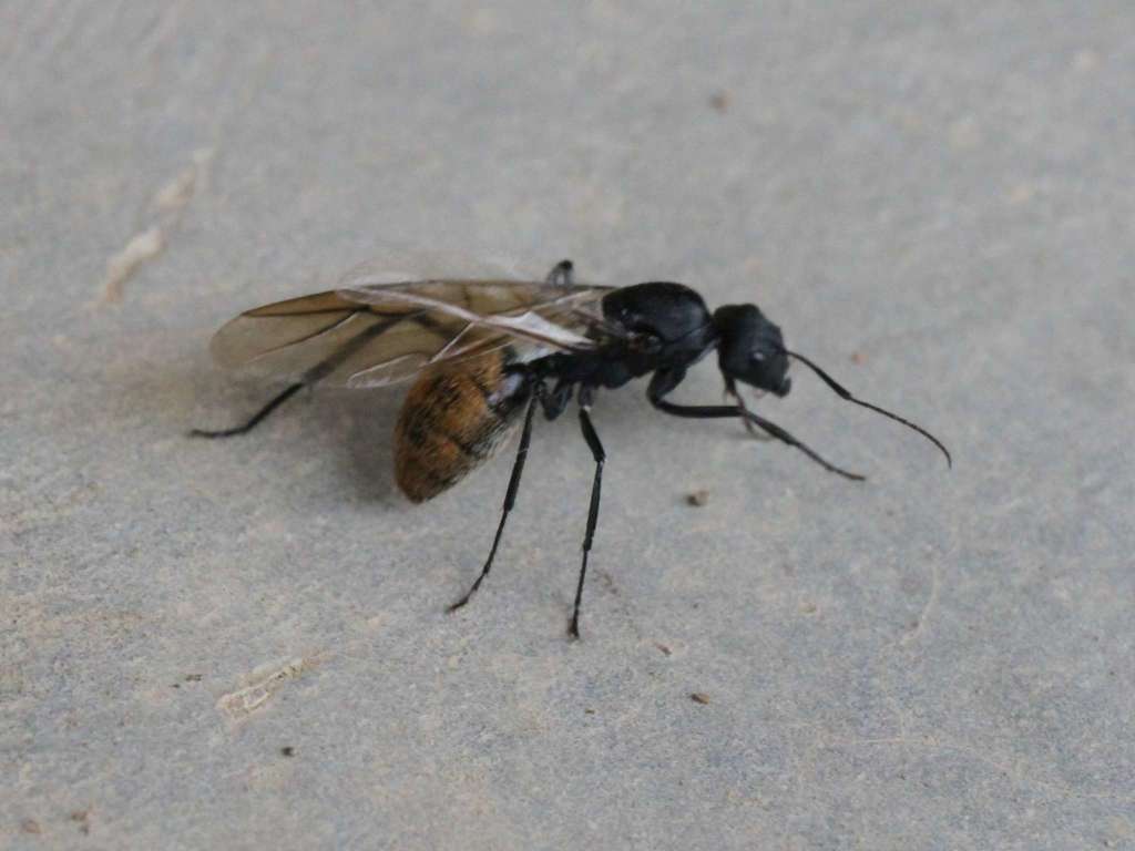 Karoo Balbyter Ant from Farm Kyffhäuser, Maltahöhe District, Hardap ...