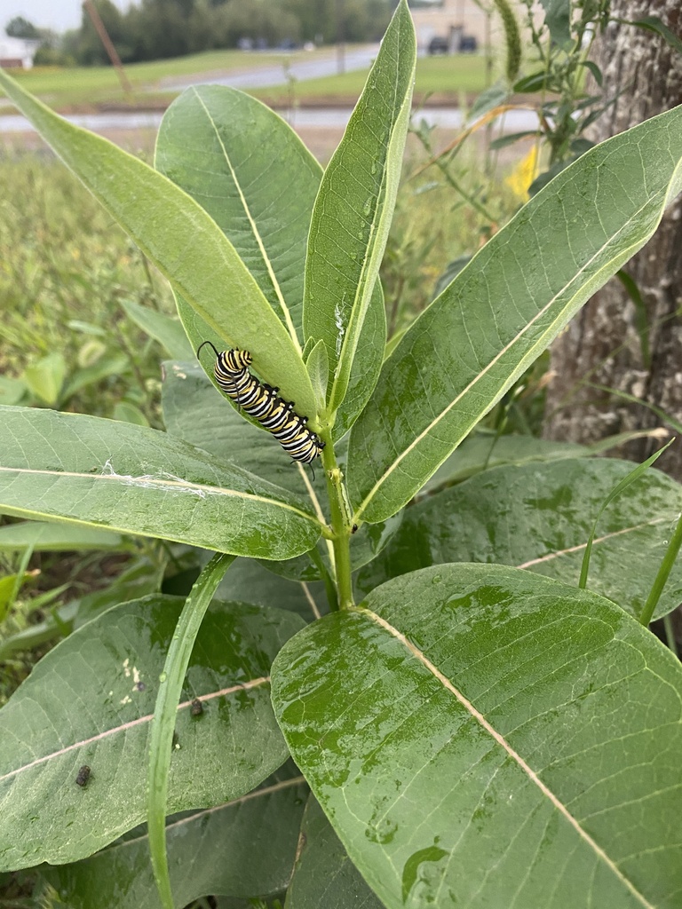 Monarch from Kansas Ave, Plattsburgh, NY, US on September 13, 2022 at ...