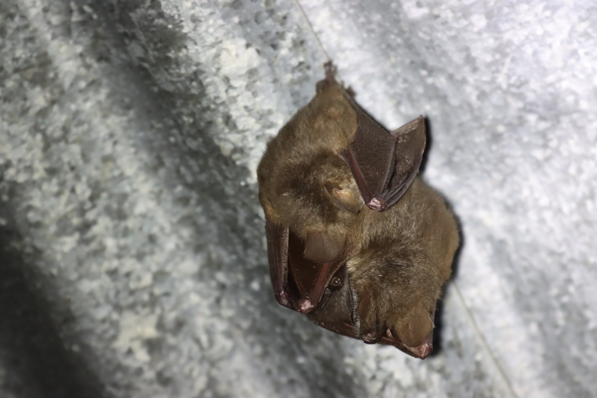 Nycteris hispida (Schreber, 1775)