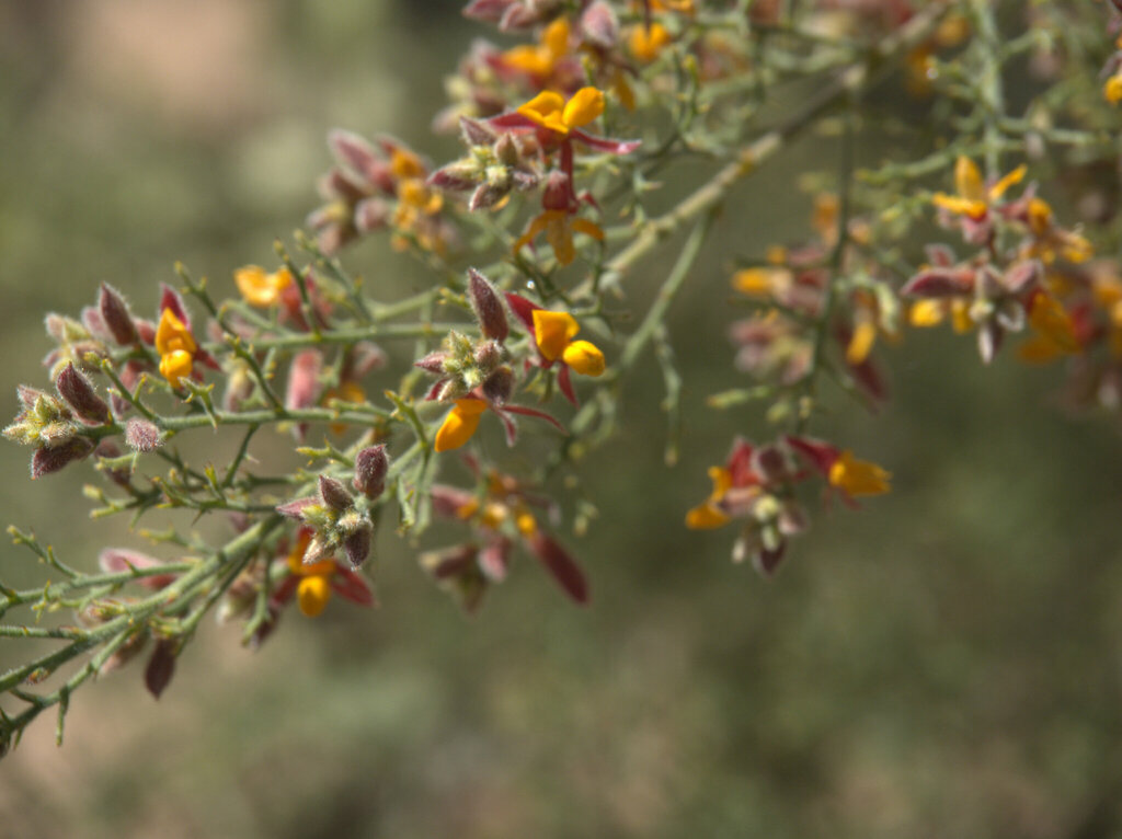 Jacksonia odontoclada from Limmen National Park, Limmen NT 0852 ...