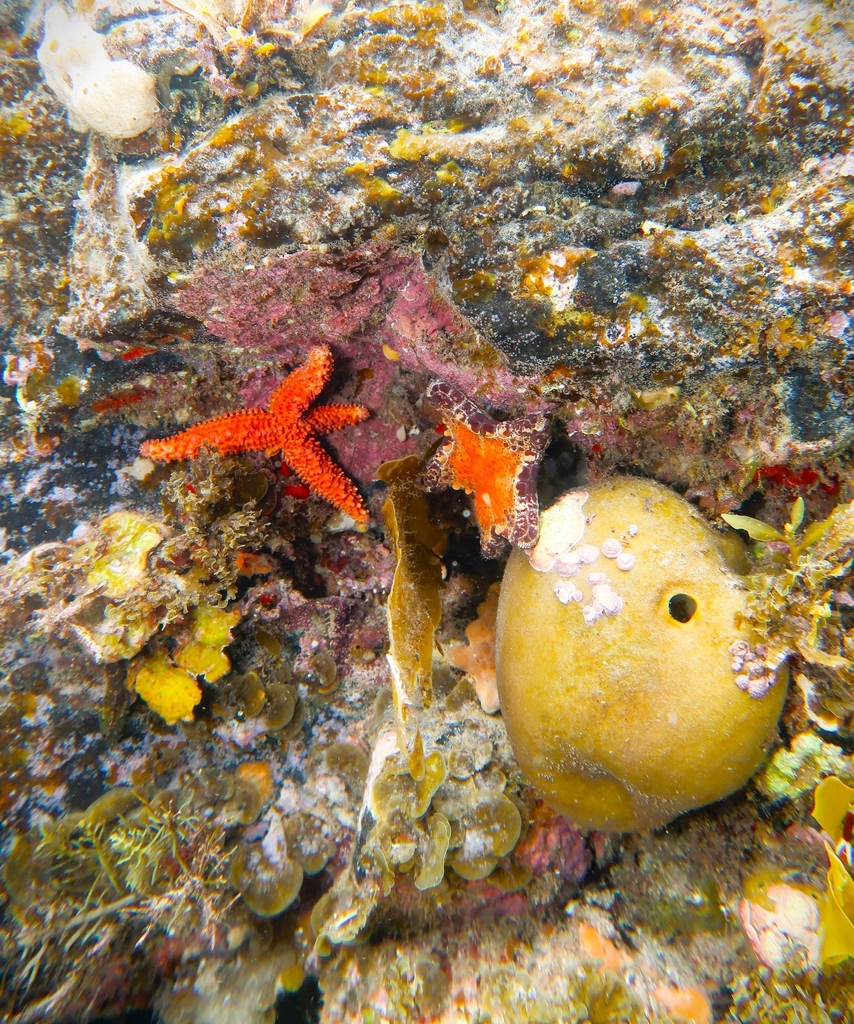 Common Biscuit Star from Coweelunga Bay on September 13, 2022 at 12:28 ...