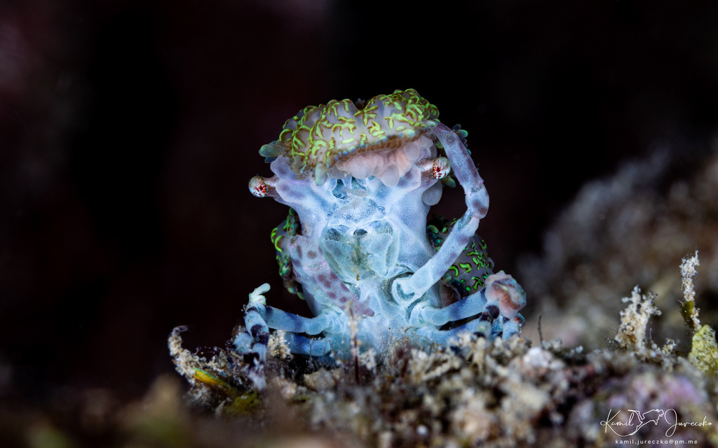 Corallimorph Decorator Crab from Bohol Sea, Central Visayas, PH on ...