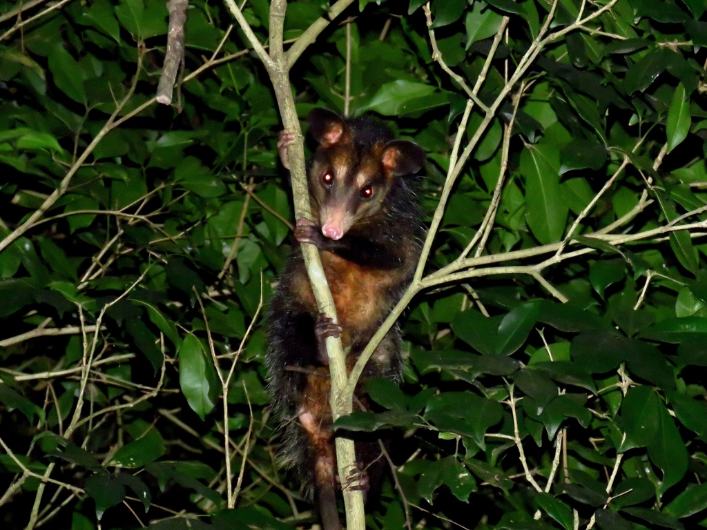 Big-eared Opossum from Convento Da Penha - Centro de Vila Velha, Vila ...