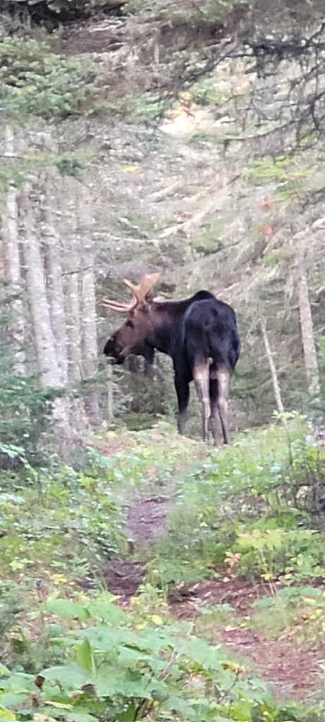 Northwestern Moose from Houghton Township, MI, USA on September 13 ...